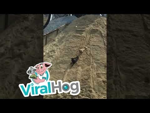 Dogs Enjoy Sand Slide Ride || ViralHog
