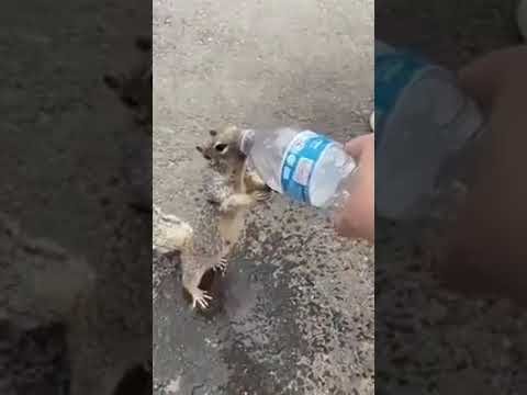 Una ardilla rogando que le den de beber agua