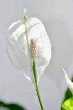 Spathiphyllum Wallisii: La Elegante Planta de Interior que Purifica el Aire